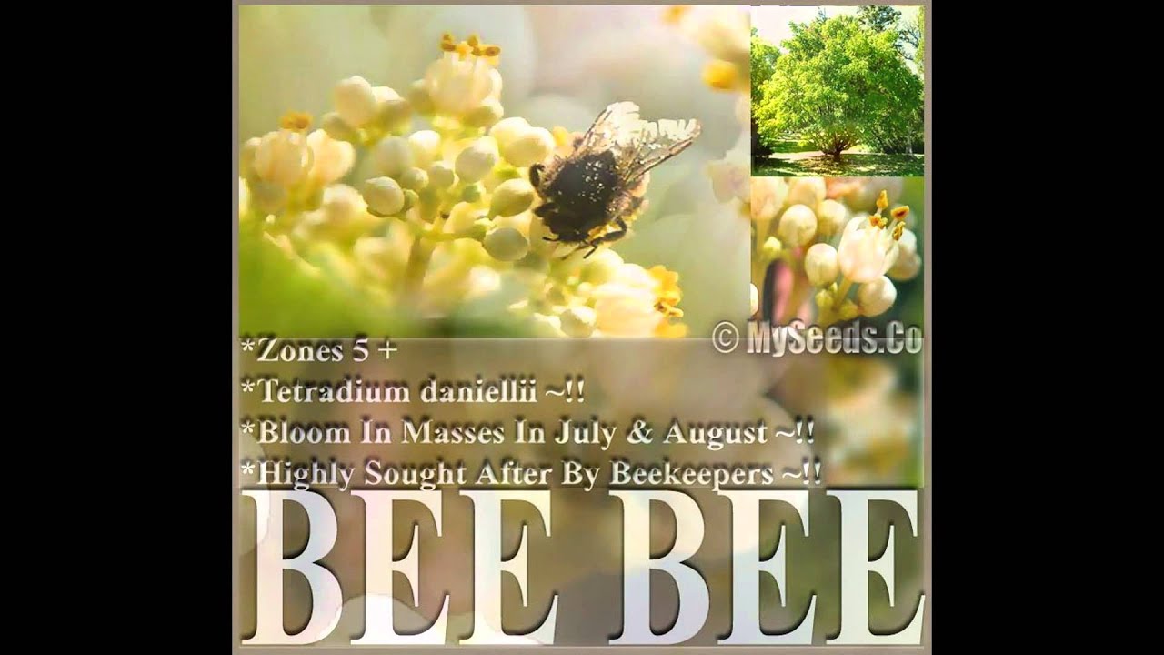 Bee-bee Tree, Tetradium daniellii, Evodia daniellii Tree Seeds - By ...