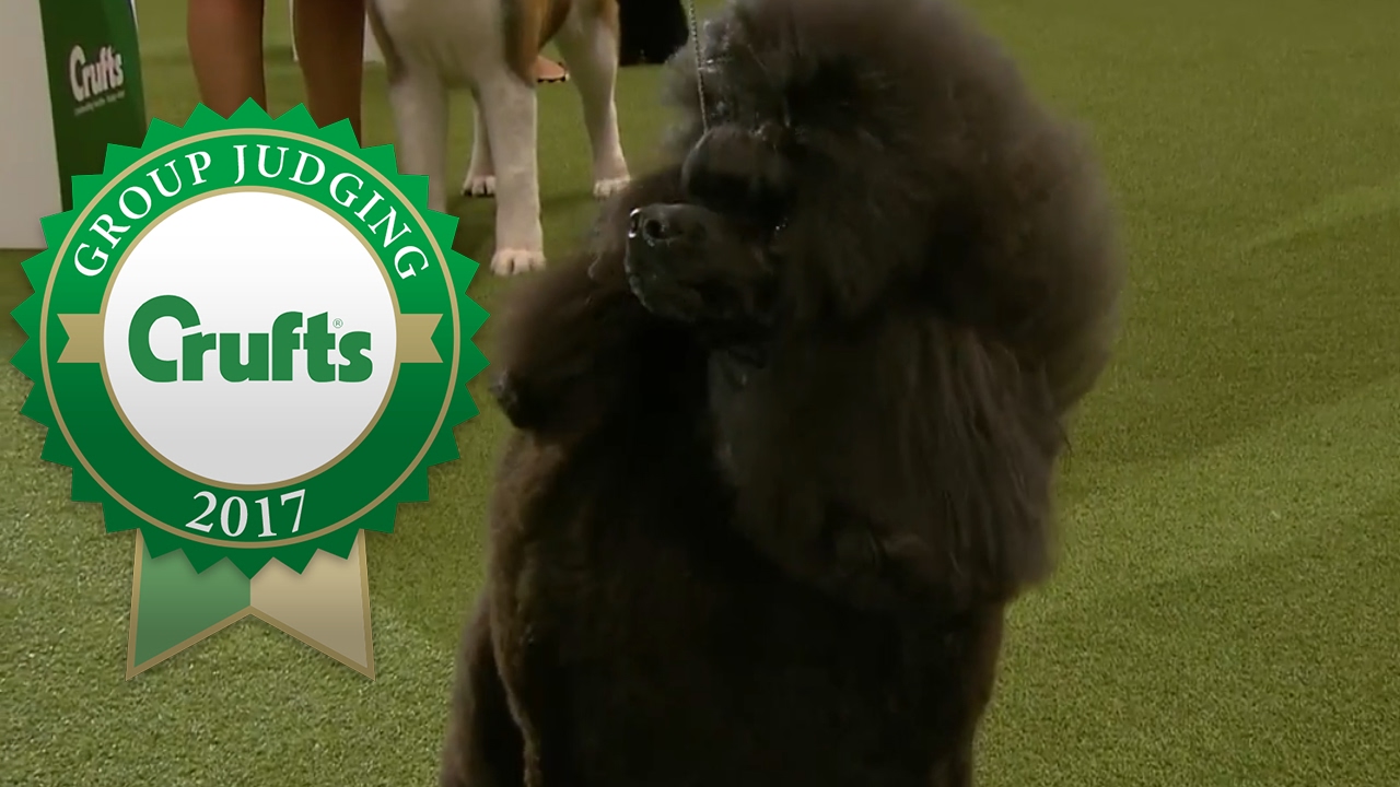 Utility Group Winner's Interview | Crufts 2017 - YouTube