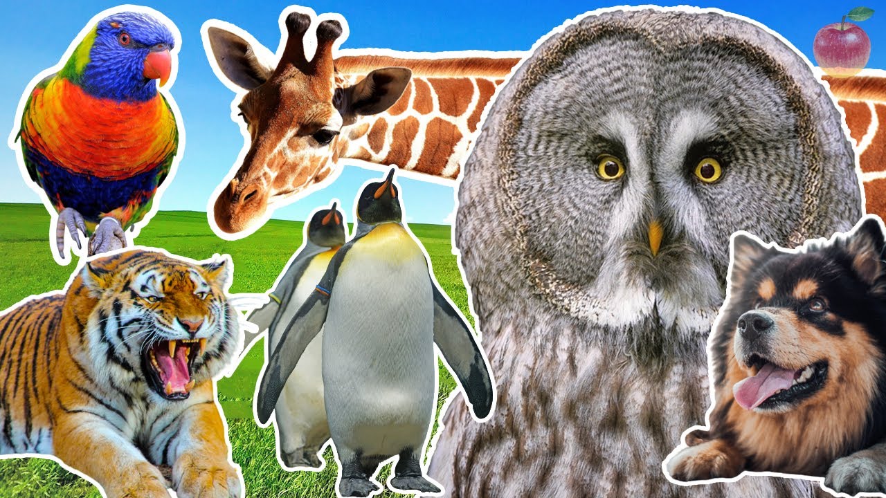 100 animal sounds - falcon,dog, chicken,alpaca,cow,giraffe,peafowl ...