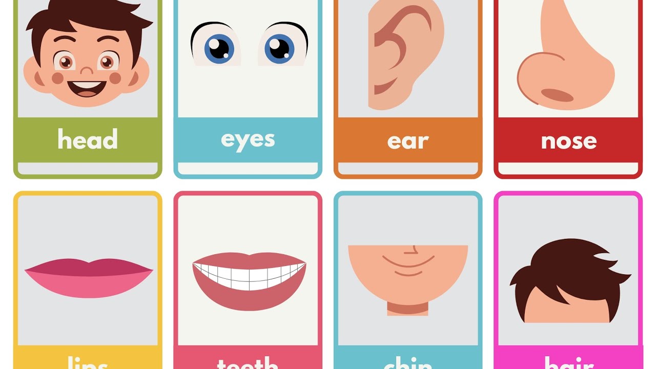 Exploring the Human Body: A Guide to Body Parts - YouTube