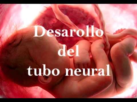 Desarrollo del tubo neural - YouTube