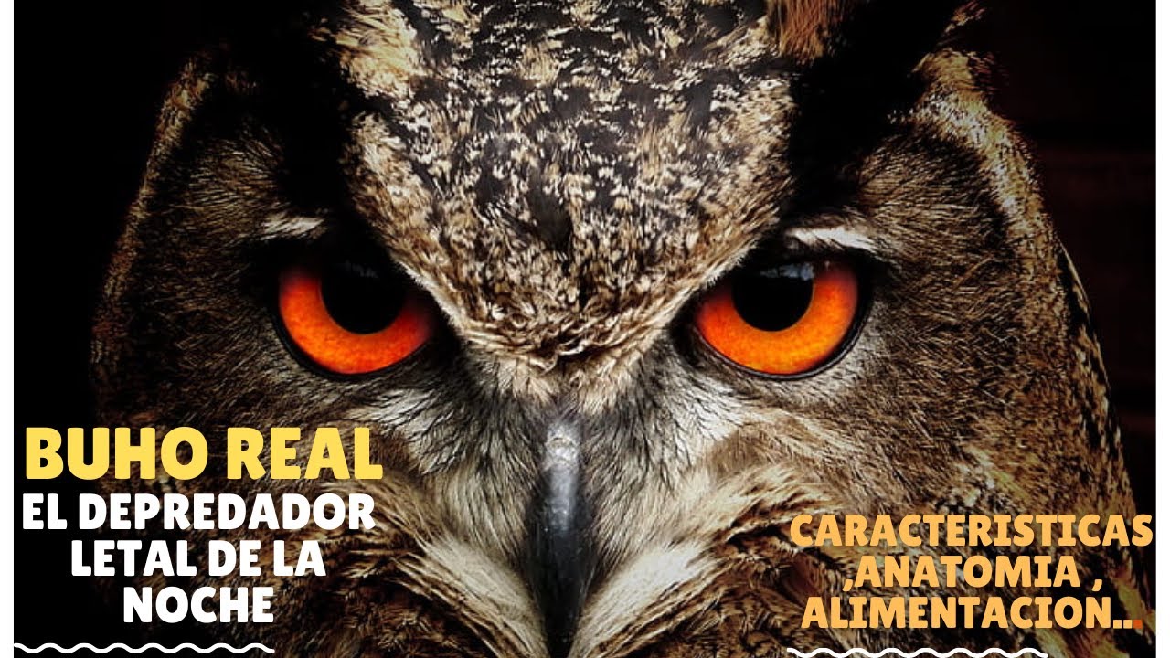BUHO-EL DEPREDADOR LETAL DE LA NOCHE ... SABIO MENSAJERO DE LA ...