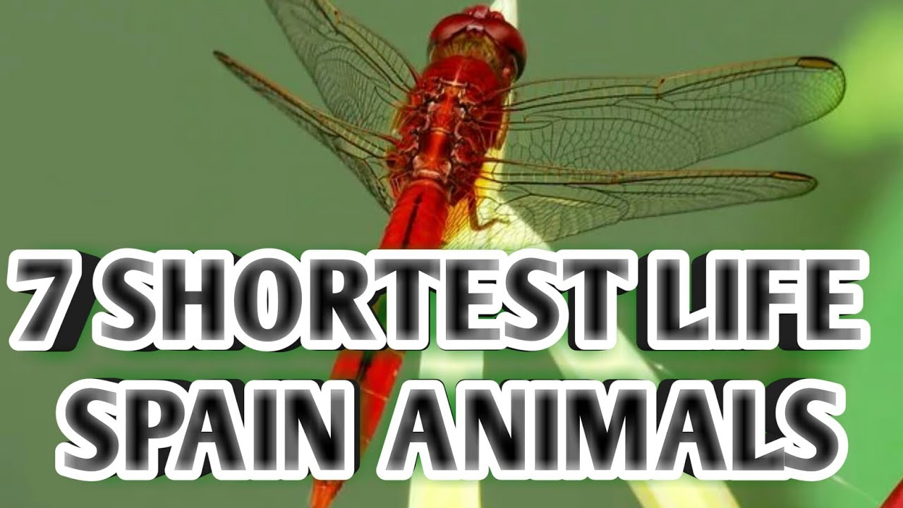 7 Shortest Life Span Animals - YouTube