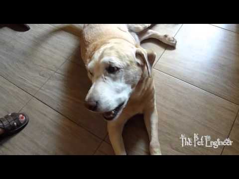 Pet Product Review - Prosense - YouTube