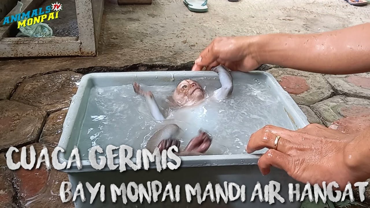 monpai take a warm bath #animalsmonpaitv #monpai #amtv #monpailucu ...