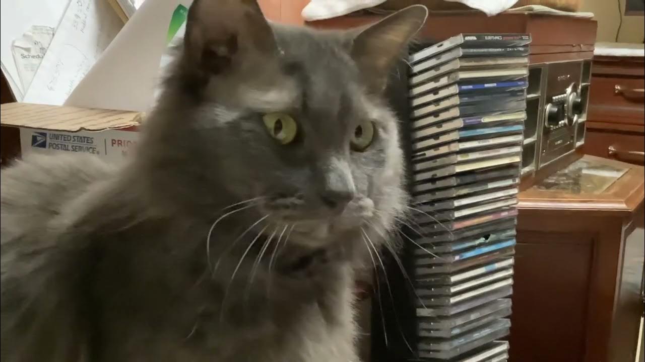 Cat sees things I don’t - YouTube