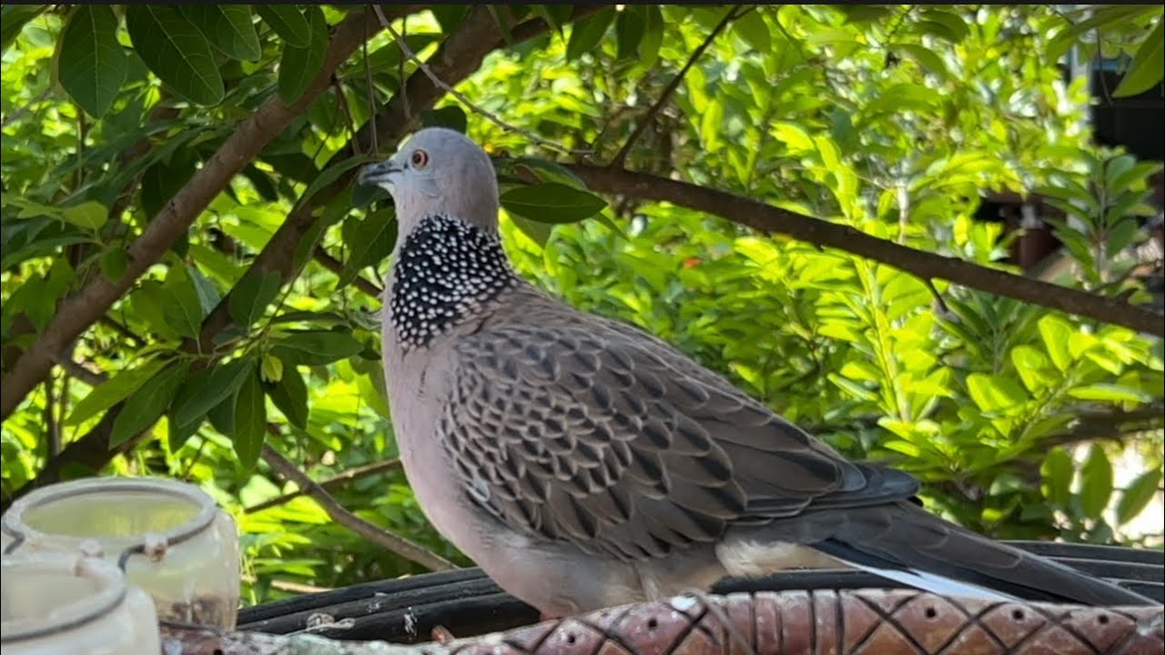 Sound good, Dove singing Sound so good. Dove animal - YouTube