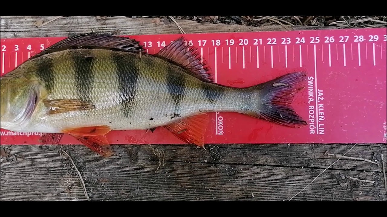 #2 C&R 9-10.maija "LATVIA DEAF FISHING" 2020 - YouTube