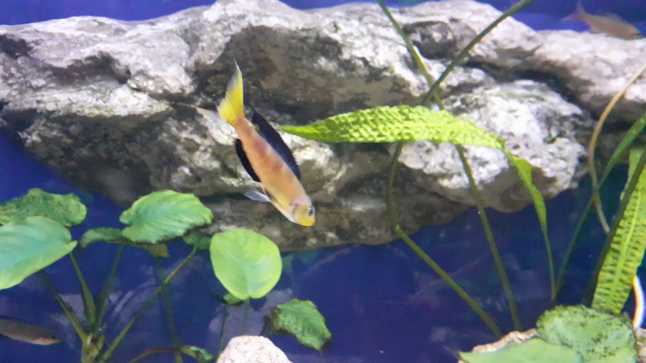 Cyprichromis Microlepidotus Karilani - YouTube