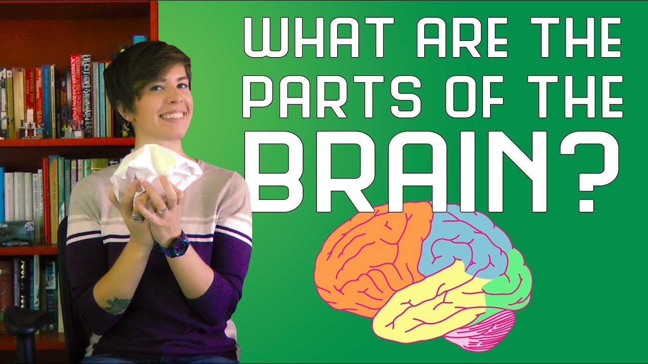 What Are The Parts Of The Brain YouTube what-are-the-parts-of-the-brain-youtube