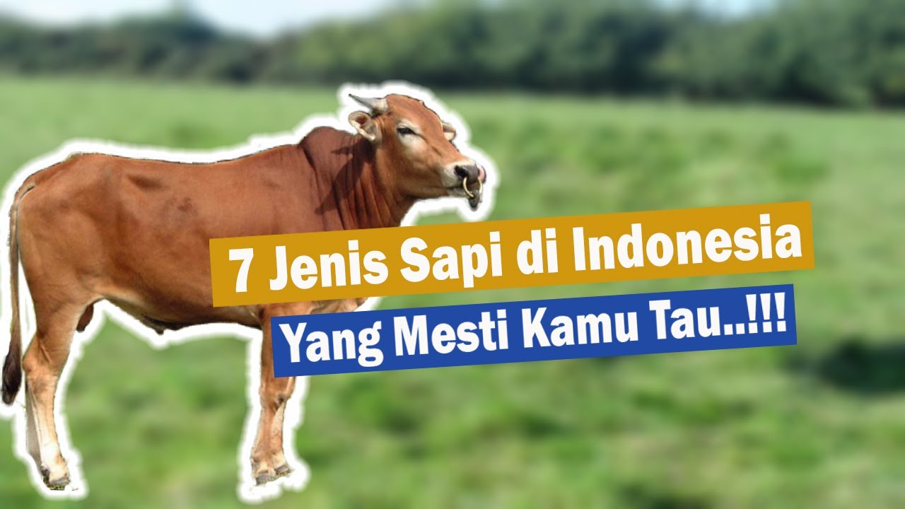 7 Jenis Sapi di Indonesia Yang Mesti Kamu Tau - YouTube