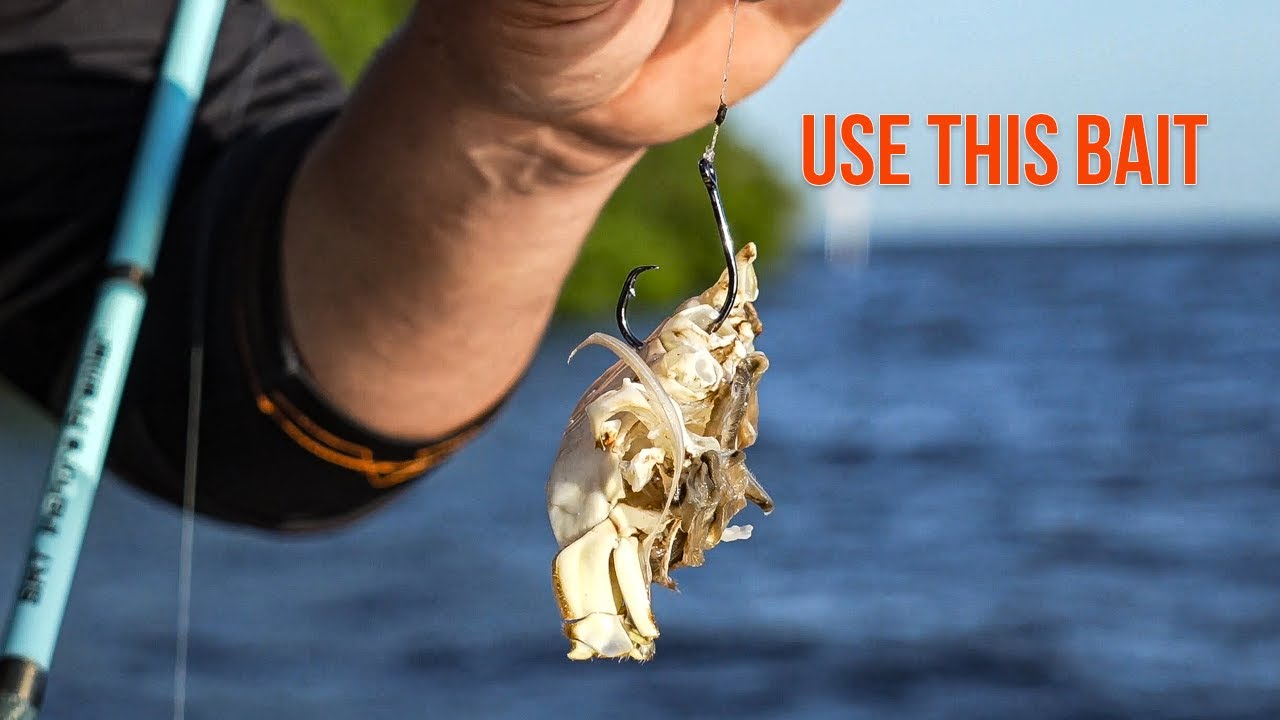 Cut Bait Tips For Catching BIG Inshore Redfish - YouTube