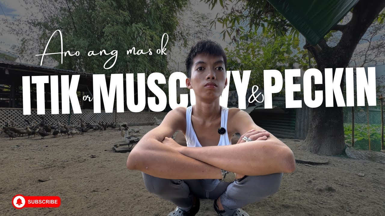 Ano ang pinaka OK na i-farm, Itik, Muscovy ducks or Peckin duck - YouTube