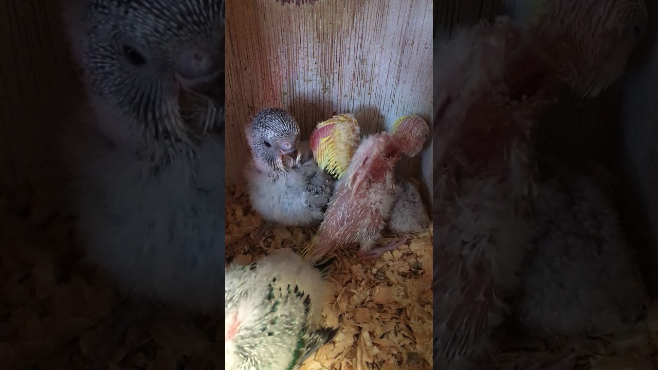 rare budgie - YouTube