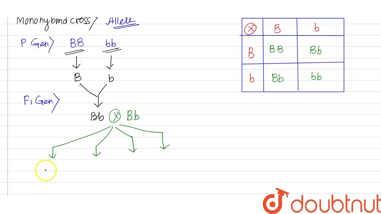 Monohybrid Cross Mendel