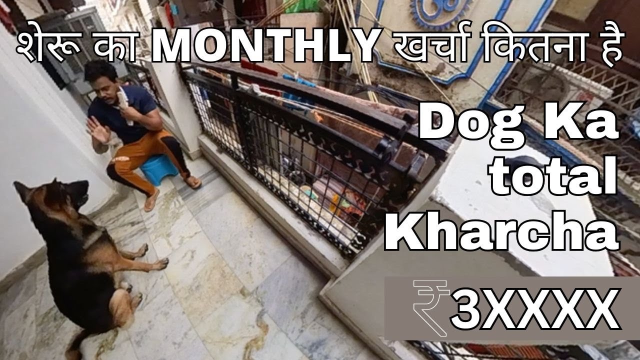 Monthly Monthly Cost For A Dog Dog Video German Monthly Monthly Cost For A Dog Dog Video German