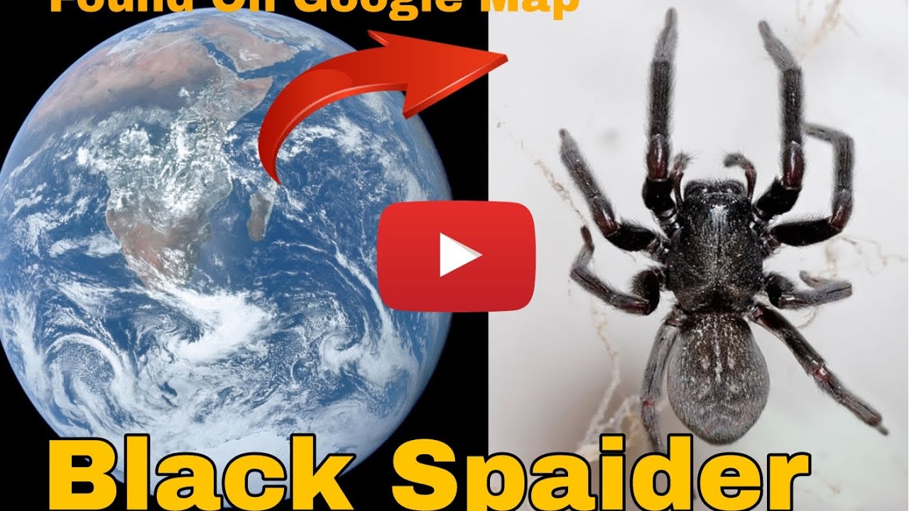 😱 black 🖤 spaider found on google map and google earth 🌎 #earth #maps # ...