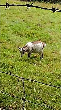 Miniature Marvels: Playful Pygmy Goats in Action - YouTube