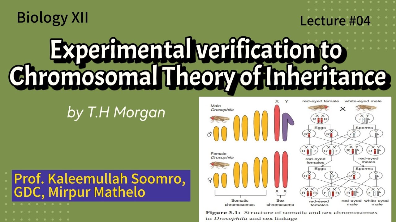 BiologyXII | Experimental verification of T. H Morgan to chromosomal ...