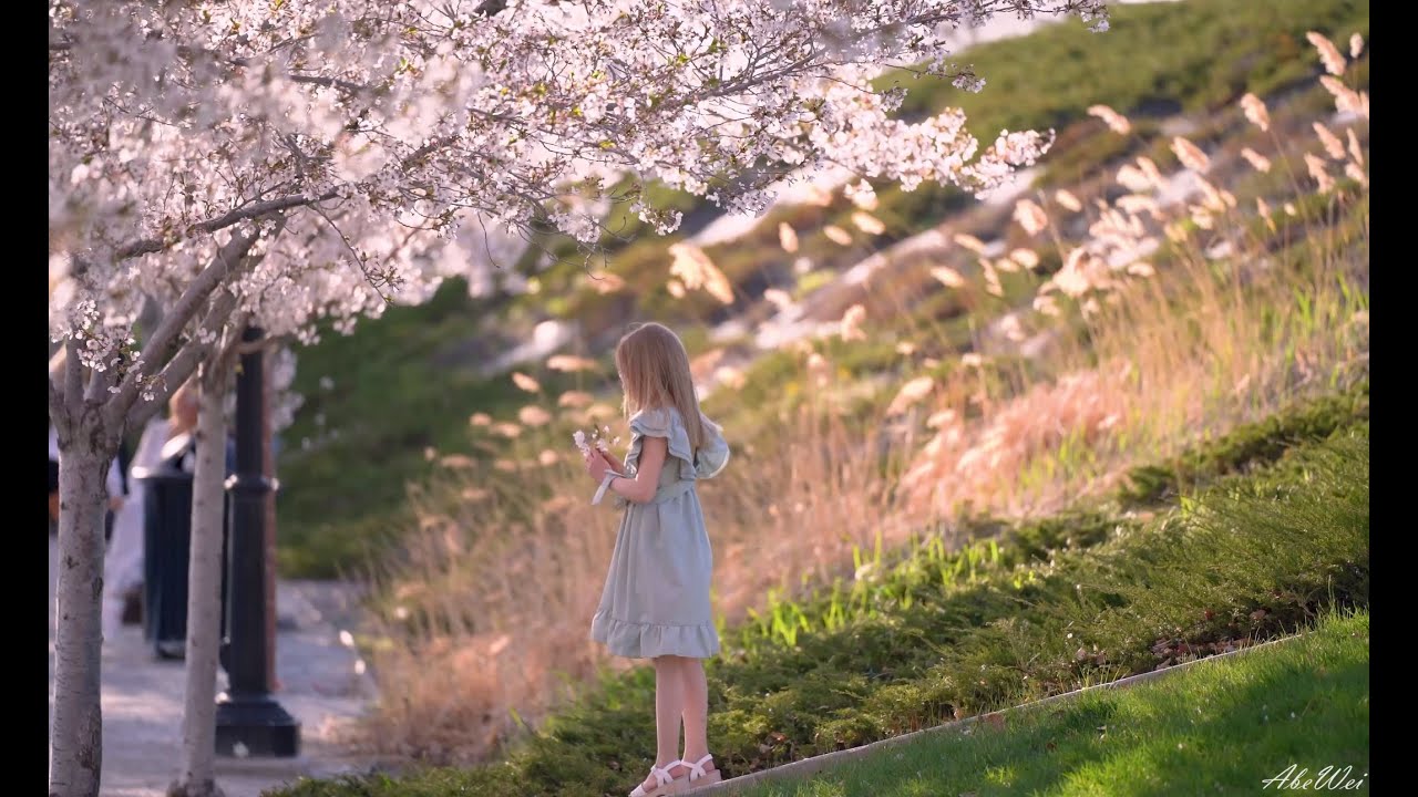 【4K】 2023 Utah Cherry Blossoms | 盐湖城樱花季 - YouTube