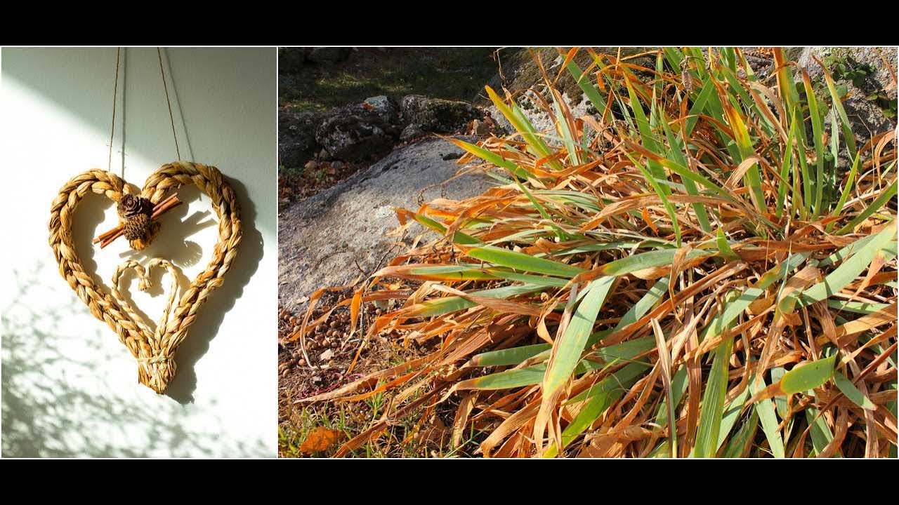 Vannerie sauvage en feuilles d'iris. - YouTube