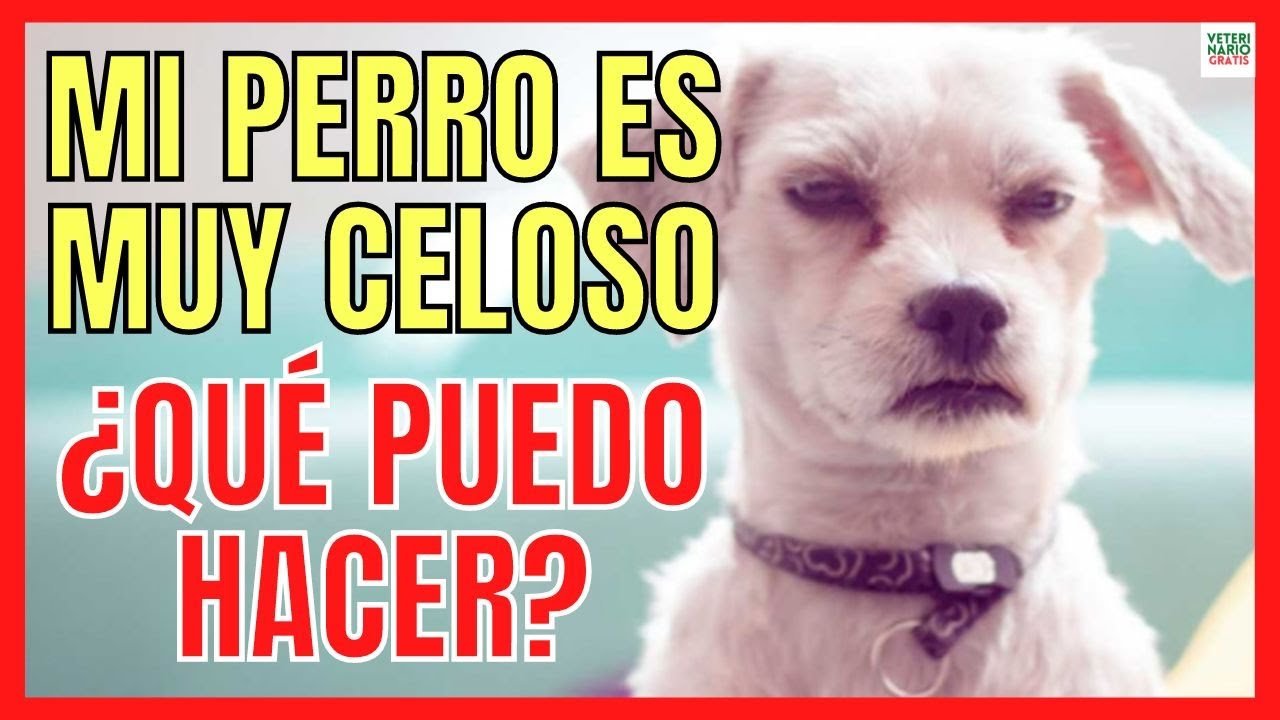 MI PERRO ES MUY CELOSO 💔 ¿QUÉ PUEDO HACER? - YouTube