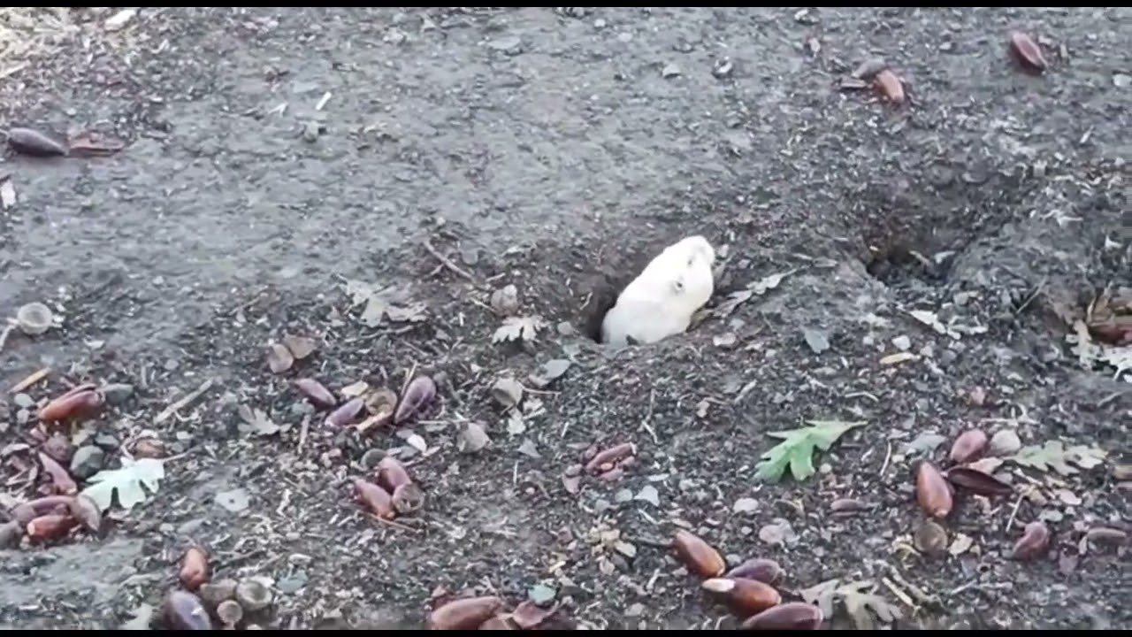 White Gophers / Iron Horse trail / Walnut Creek - YouTube