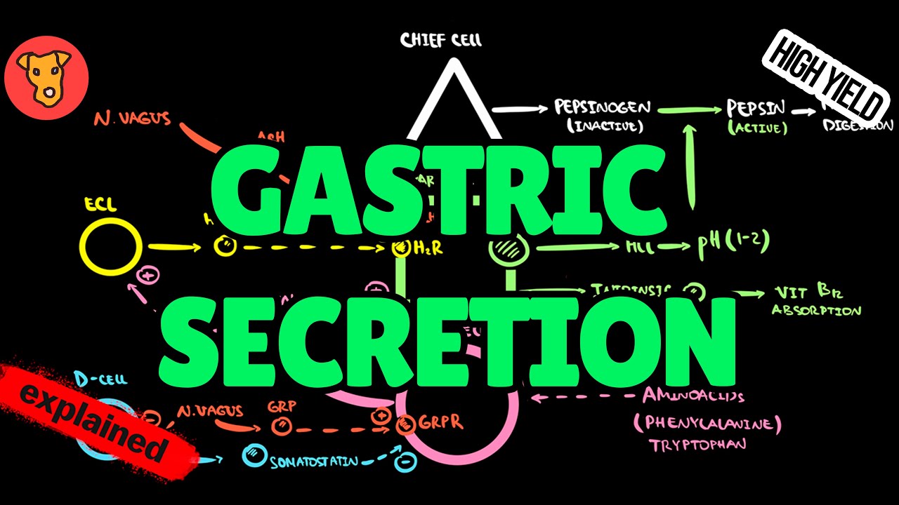 Gastric Secretion Physiology EXPLAINED: Mechanisms, Hormones & Clinical ...