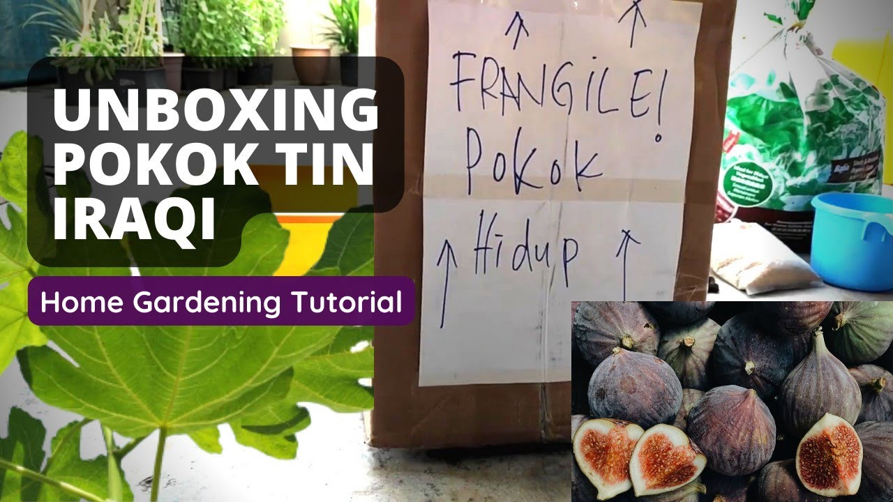 Unboxing Anak Pokok Tin Iraqi | Iraqi Fig Tree | Must Have For Beginner ...