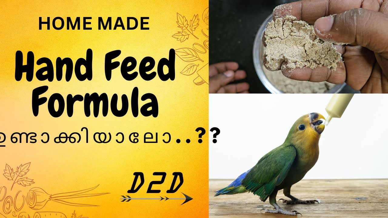 HAND FEED FORMULA | BIRDS | AVIARY | MALAYALAM - YouTube