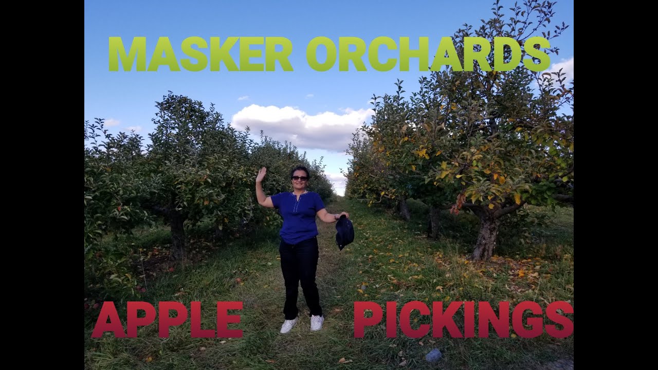 MASKER ORCHARDS APPLE PICKINGS - YouTube