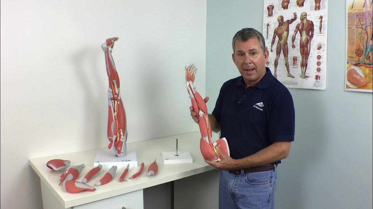Anatomy Insights with Tim - Muscle Models - YouTube