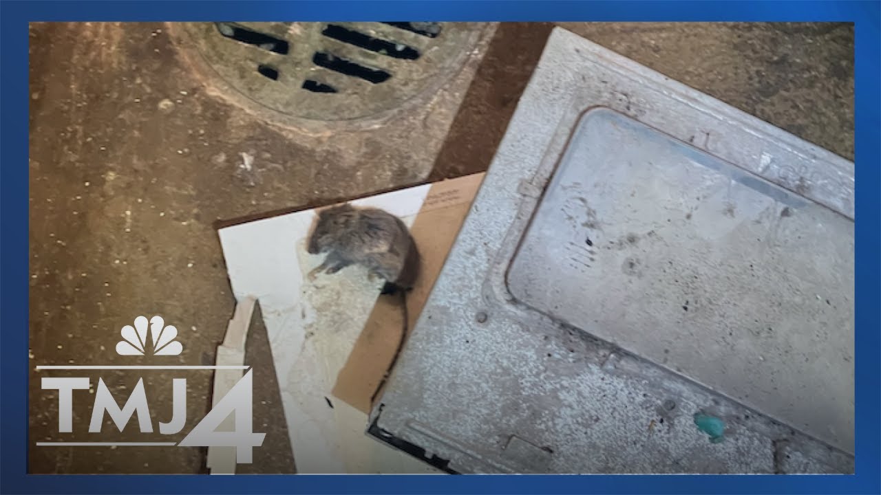 Health department finds evidence of rodents in Milwaukee high school ...
