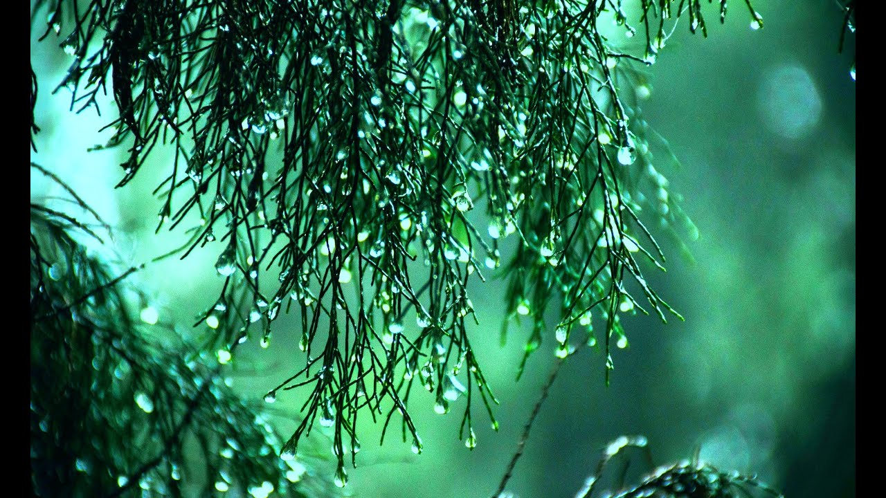 Sounds of Raindrops on Leaves - YouTube