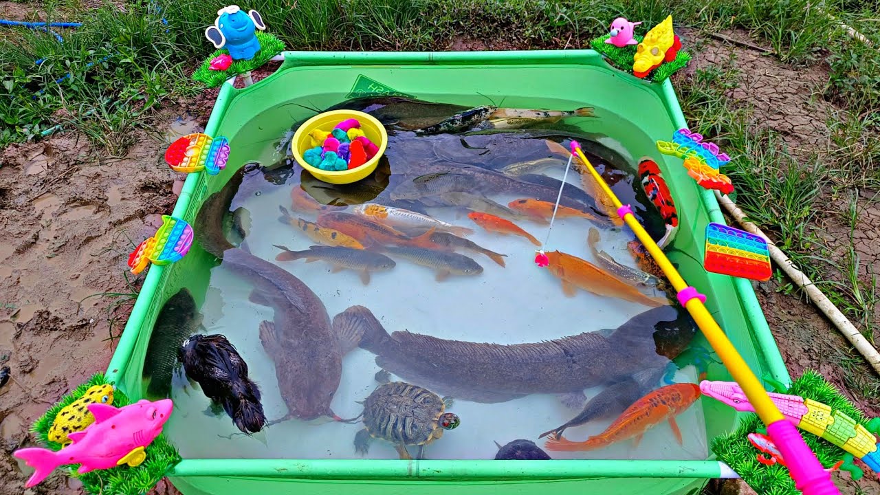 Mancing ikan cupang di kolam, ikan mas, ikan hias, ikan arwana, ikan ...