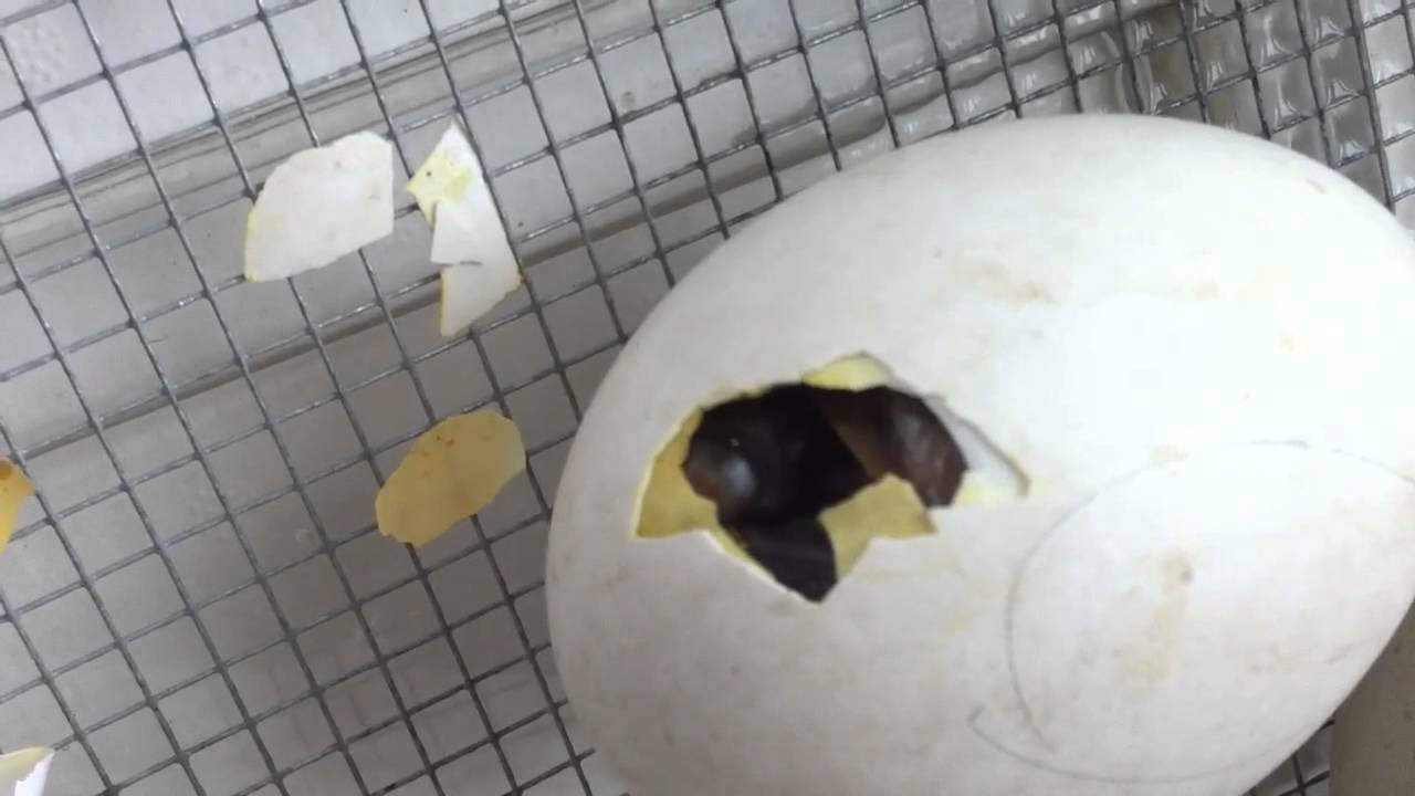 Canadian Geese Hatching - 5/10/11 - YouTube