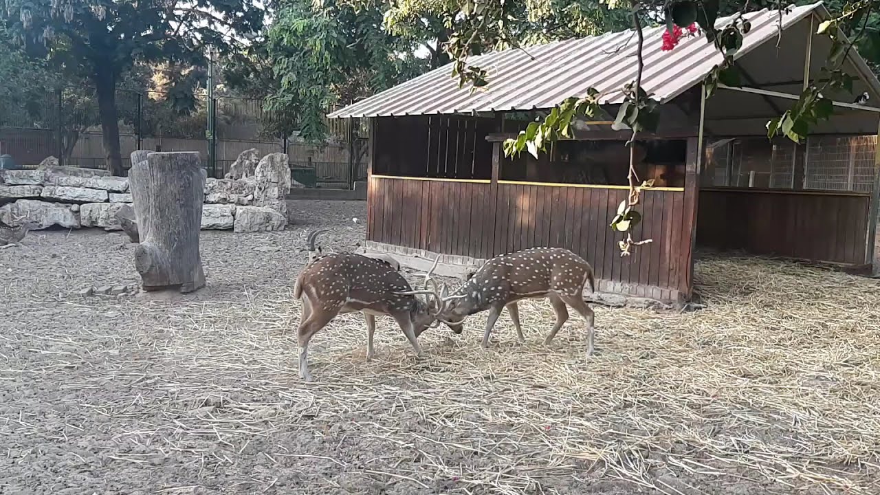 Chital fighting in the zoo - YouTube