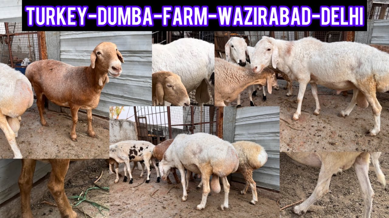 DUMBA FARM || WAZIRABAD BAKRA MANDI || WHITE 2 MAHINE KA DUMBA 70000 ...