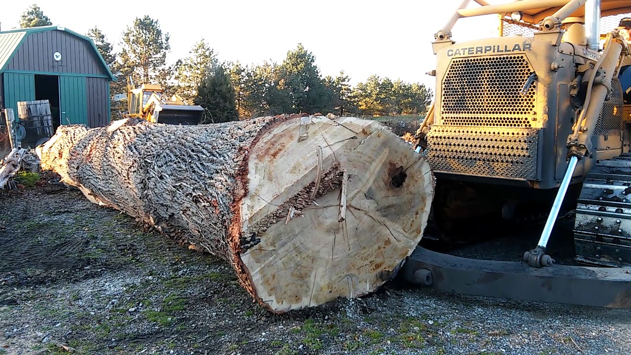 Caterpillar D7E Unloading Huge Oak Log - YouTube