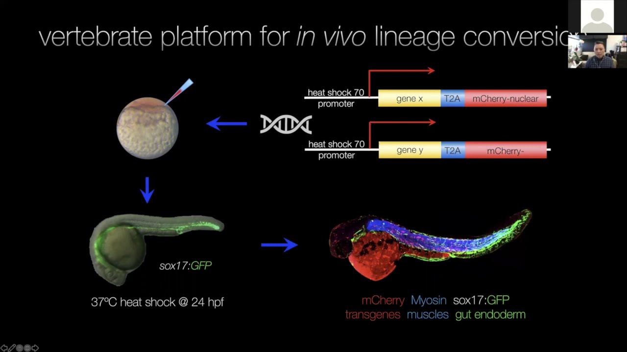 Beyond Stem Cells. - YouTube