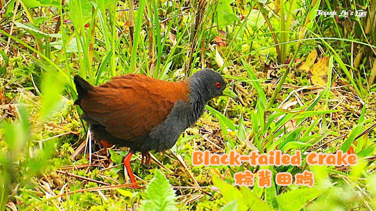 Black tailed Crake - YouTube