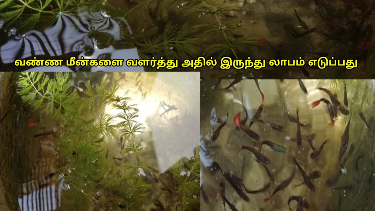 Colour Fish Valarpu murai|Guppies Easy Breeding Method|Aquarium Fish ...
