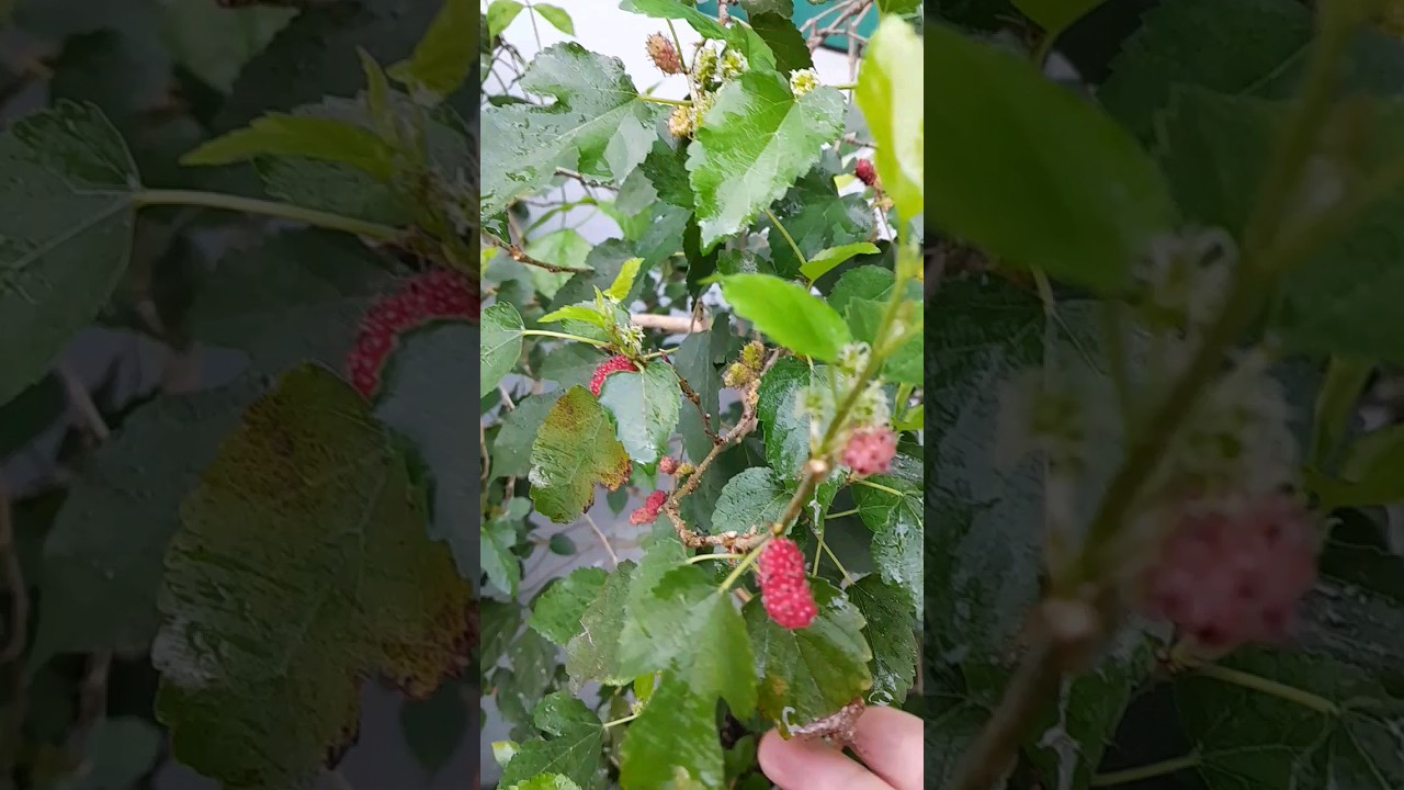 Cây dâu tầm trĩu quả #tree - YouTube