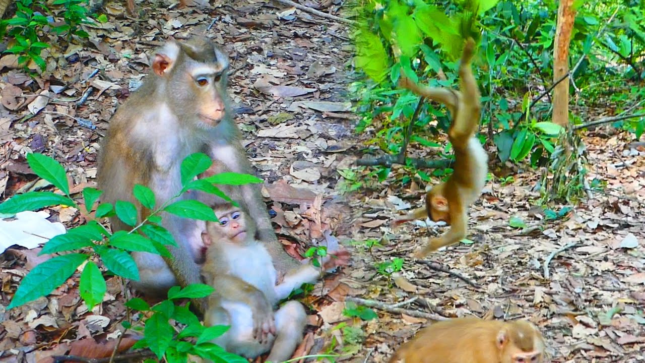 Leo monkey family daily life in forest and they are smart playing and ...