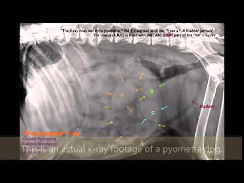 Open pyometra in a Golden Retriever - YouTube