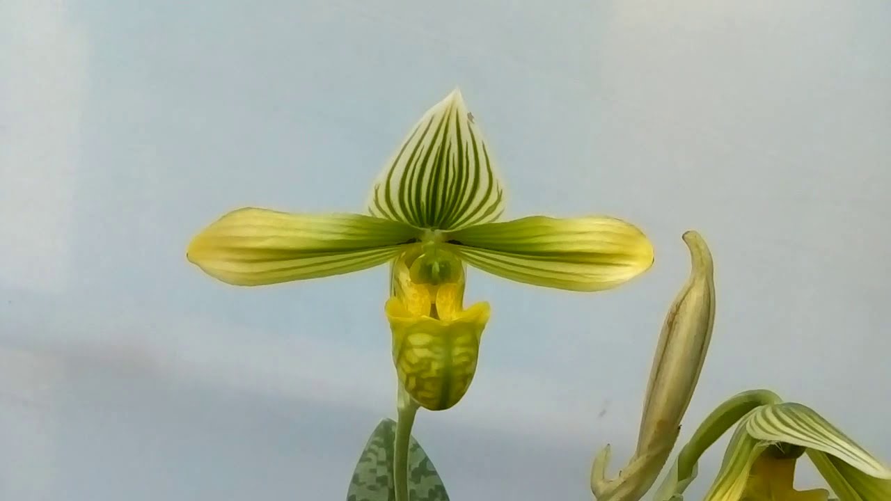 Paphiopedilum venustum album - YouTube