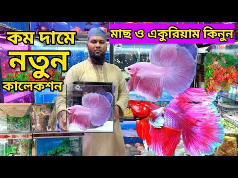 Aquarium fish price in Bangladesh | Aquarium price in Bangladesh ...
