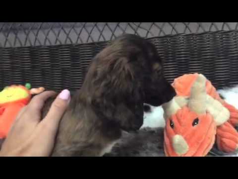 Cuddly female puppy Dachshund - YouTube