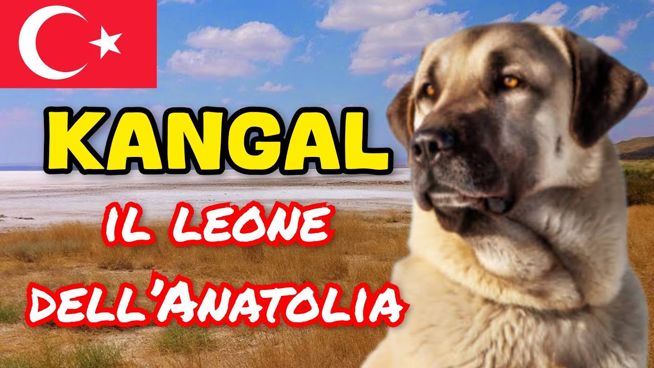 KANGAL il pastore turco - YouTube
