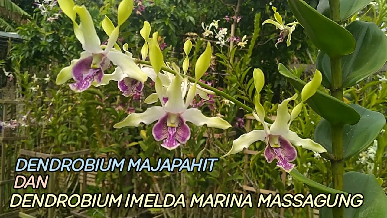 Dendrobium Majapahit dan Dendrobium Imelda Marina Massagung - YouTube